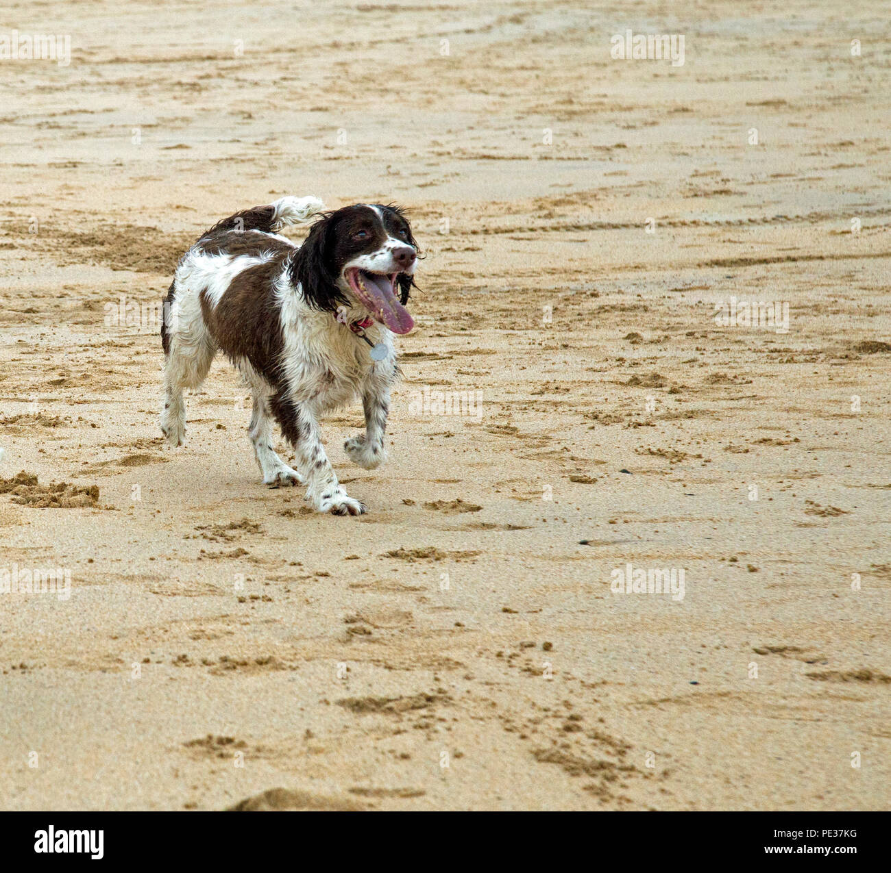 White and tan coloured spaniel hi-res stock photography and images - Alamy