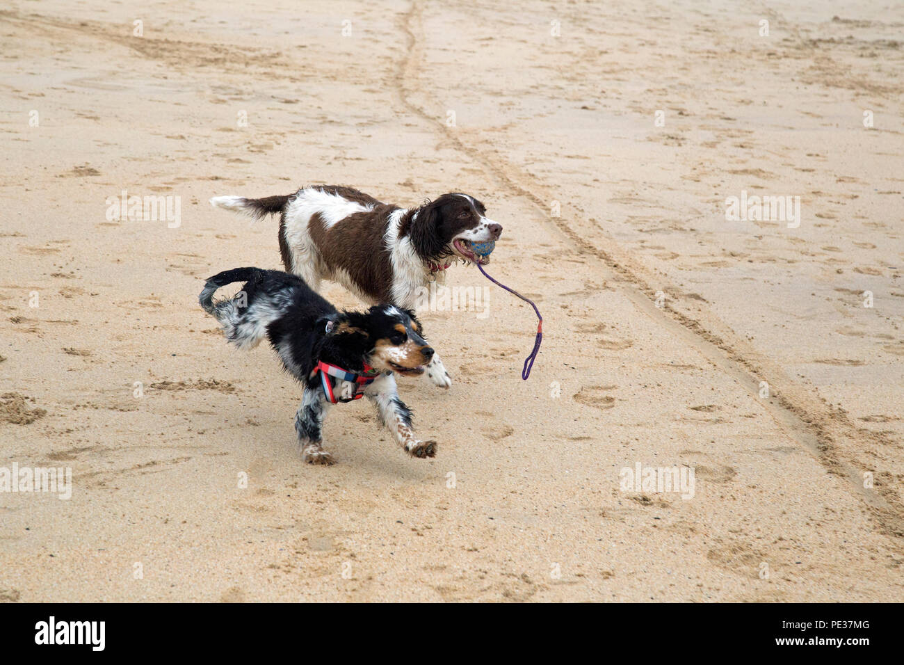 White and tan coloured spaniel hi-res stock photography and images - Alamy