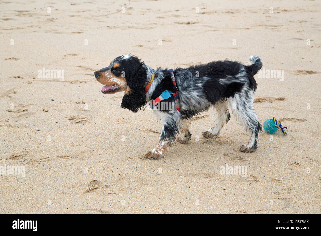 A beautiful multi coloured cocker spaniel puppy plays on a golden sandy ...