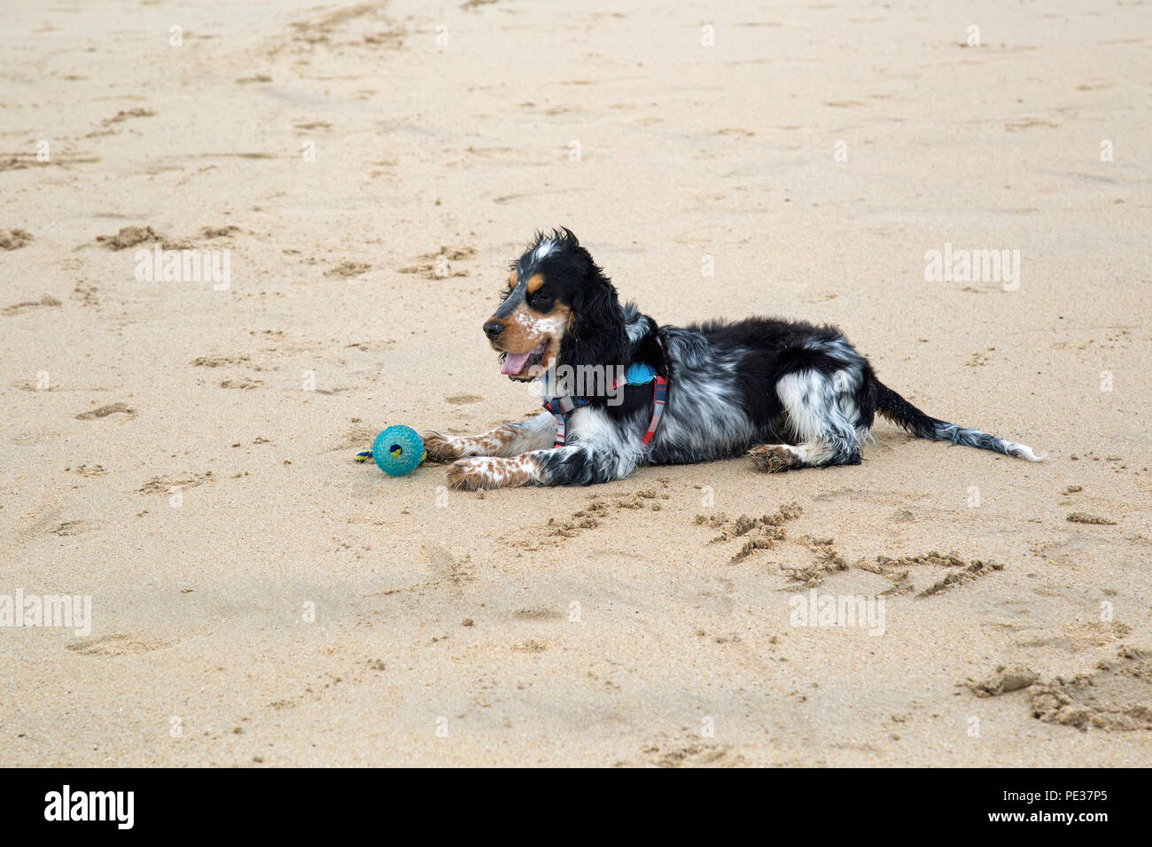 A beautiful multi coloured cocker spaniel puppy plays on a golden sandy ...
