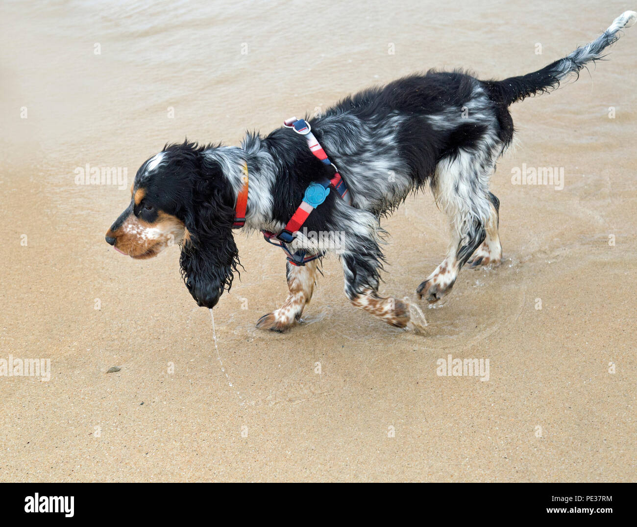 White and tan coloured spaniel hi-res stock photography and images - Alamy
