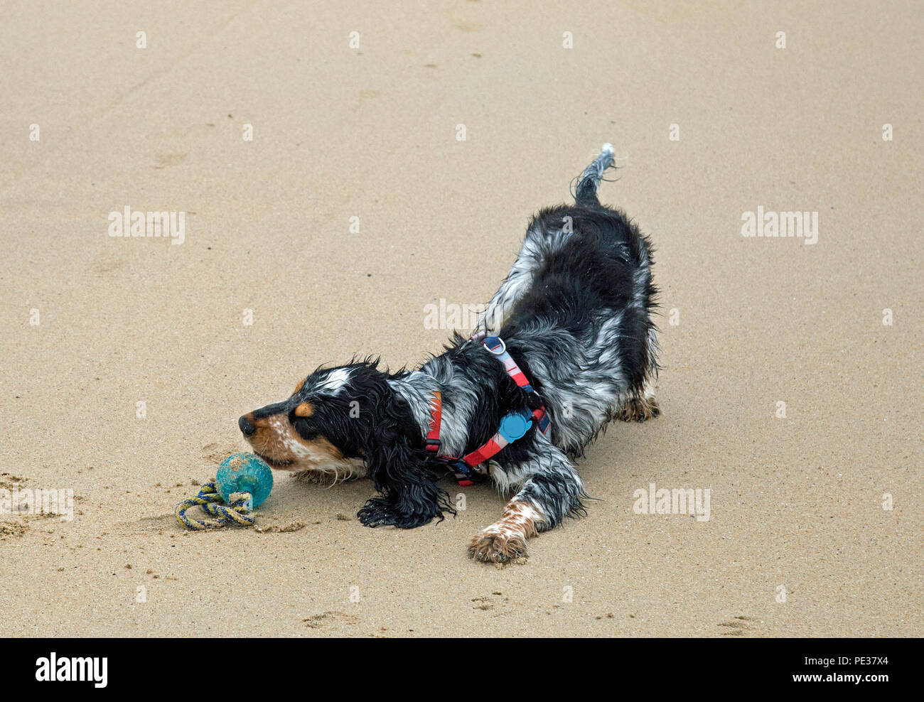 White and tan coloured spaniel hi-res stock photography and images - Alamy