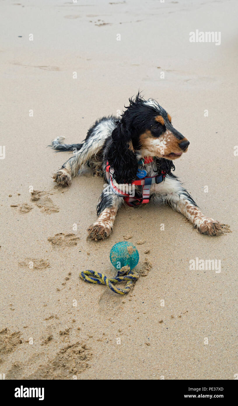 White and tan coloured spaniel hi-res stock photography and images - Alamy