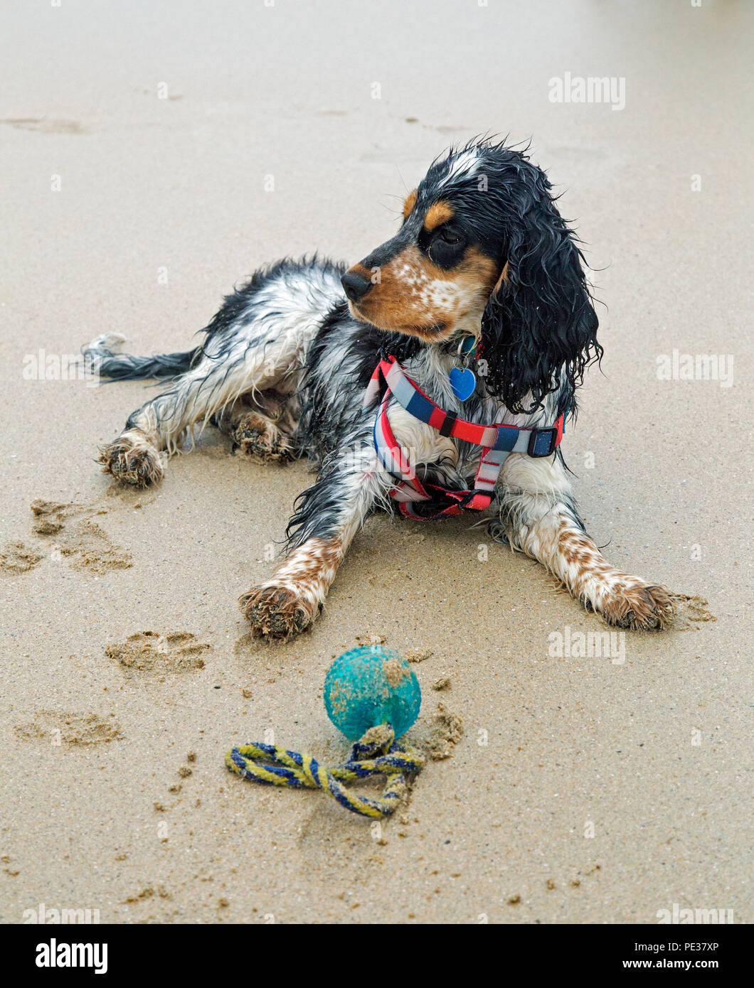 Black and tan coloured cocker spaniel hi-res stock photography and ...