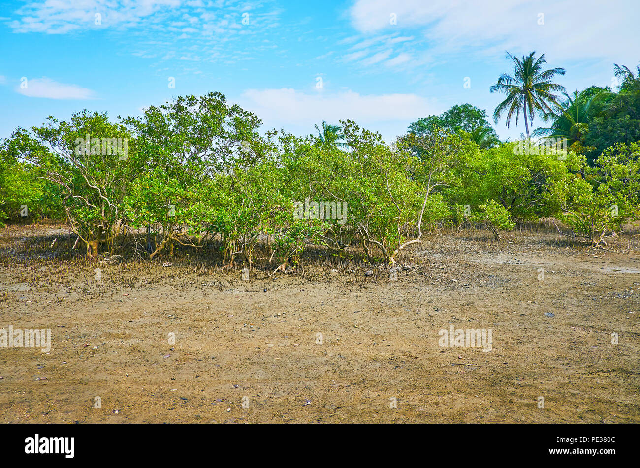 The mangrove shrubs on the dry soil during the low tide, Ngwesaung ...