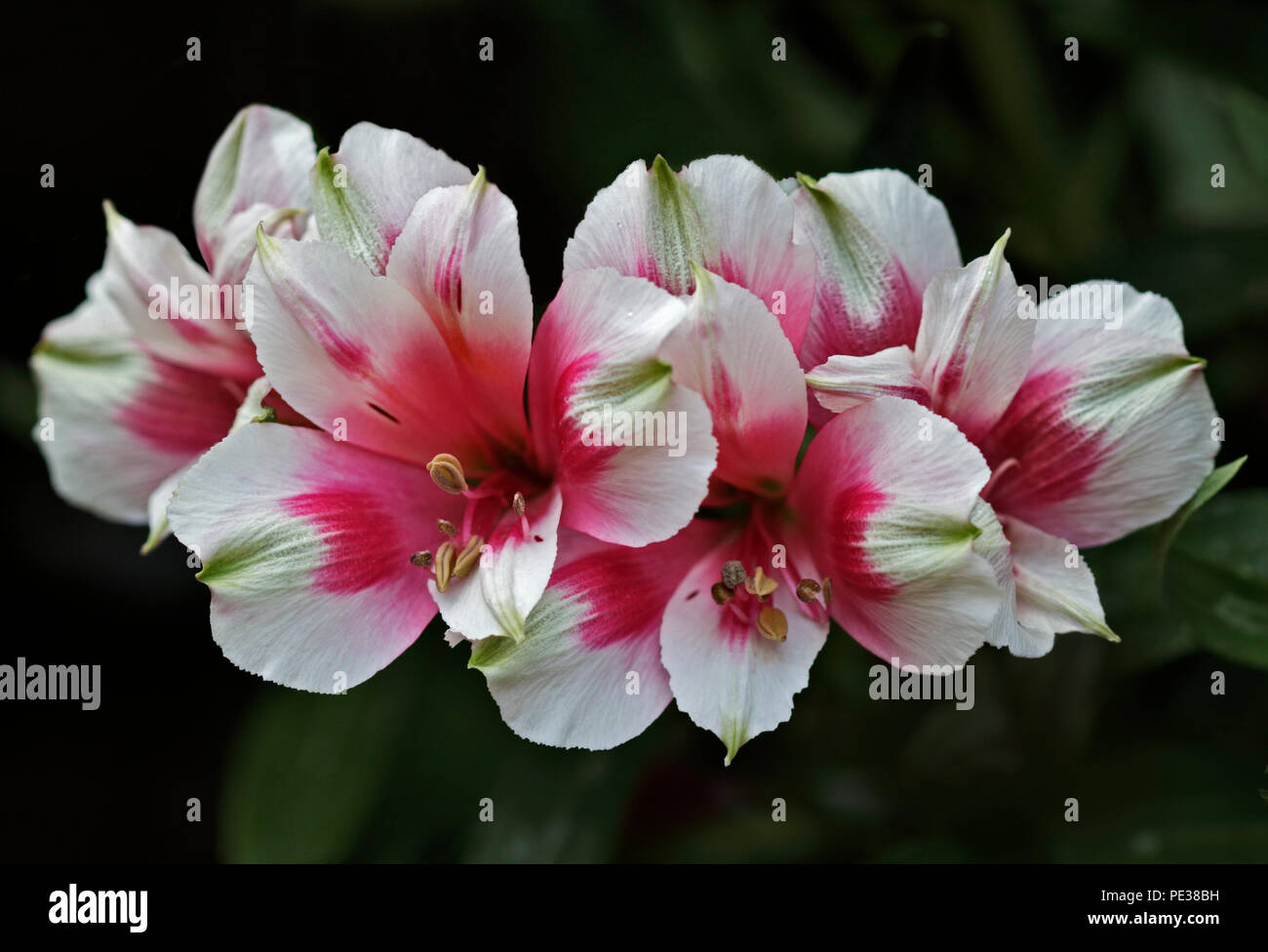 Alstroemeria Inticancha Maya (Peruvian Lily Stock Photo - Alamy