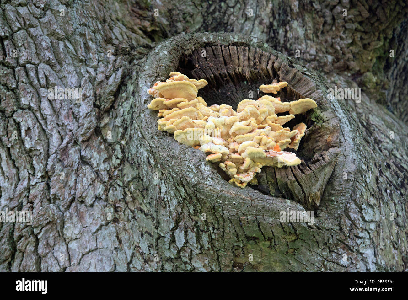 Fungus grows in knot hole in a tree Stock Photo - Alamy