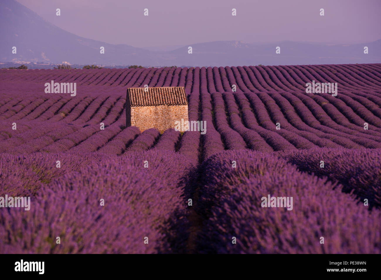 purple lavender flowers field with lonely old abandoned stone house valensole provence france ...