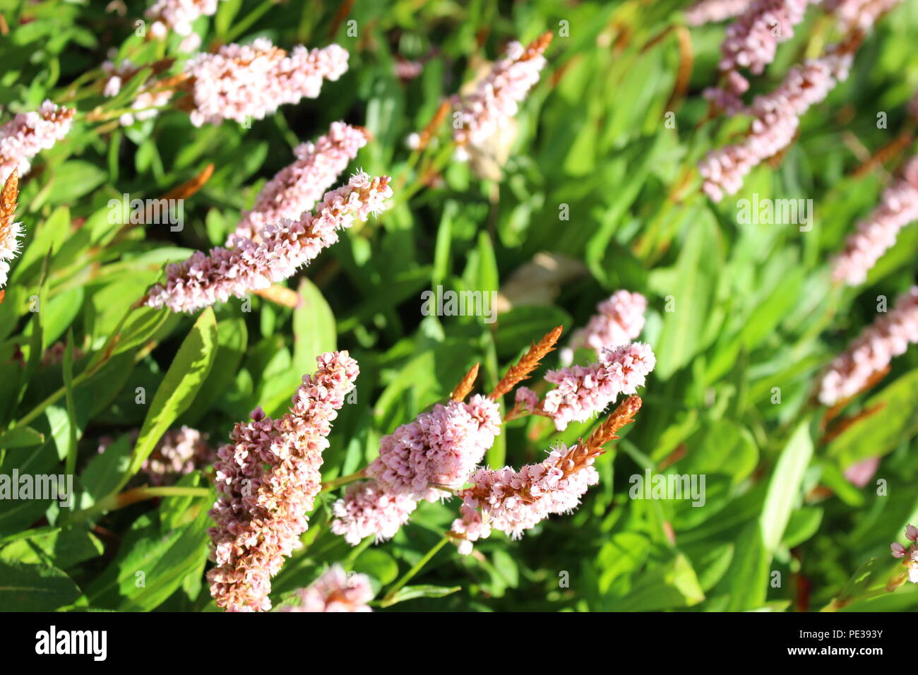 Persicaria affinis hi-res stock photography and images - Alamy