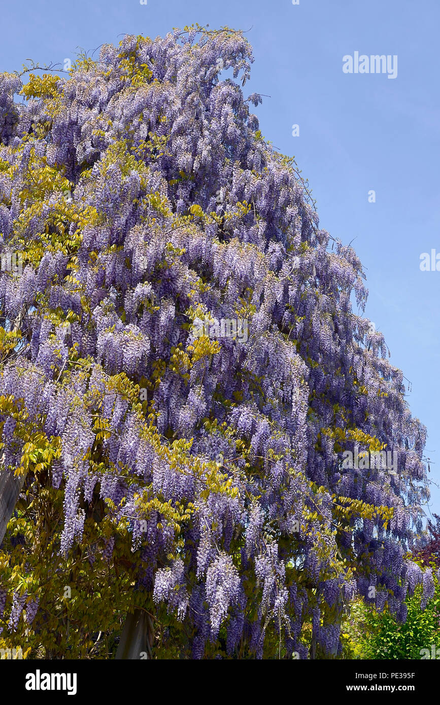 Blue wisteria hi-res stock photography and images - Alamy