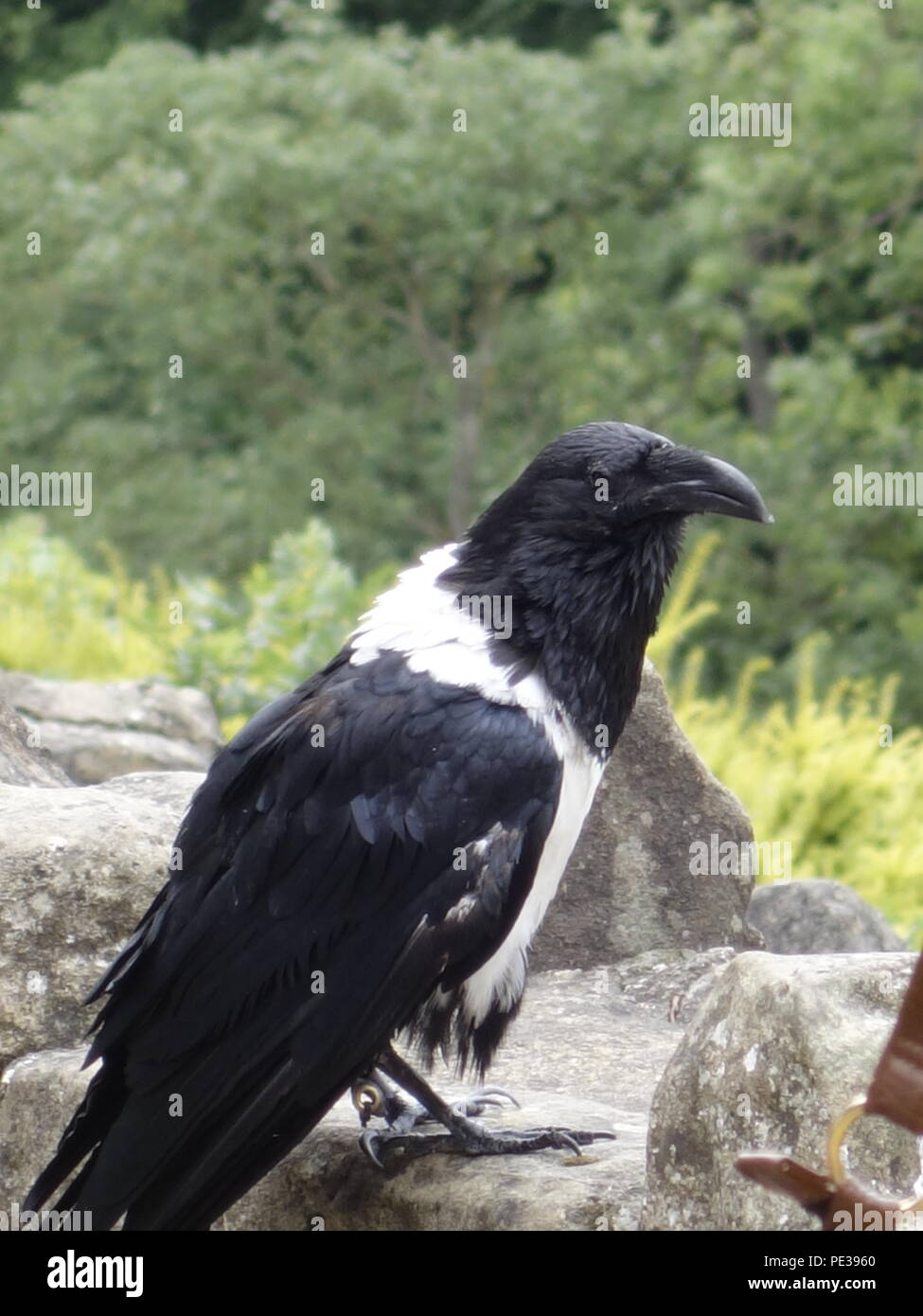 Photo of a Raven from Knaresborough UK Stock Photo - Alamy