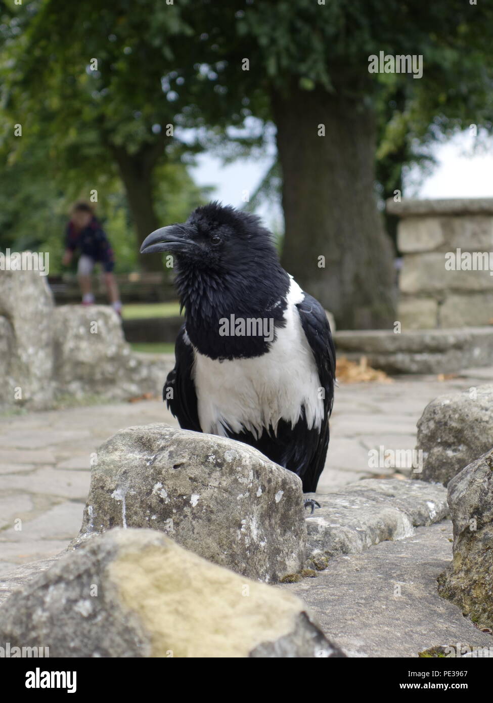 Raven uk corvus corax flight hi-res stock photography and images - Alamy