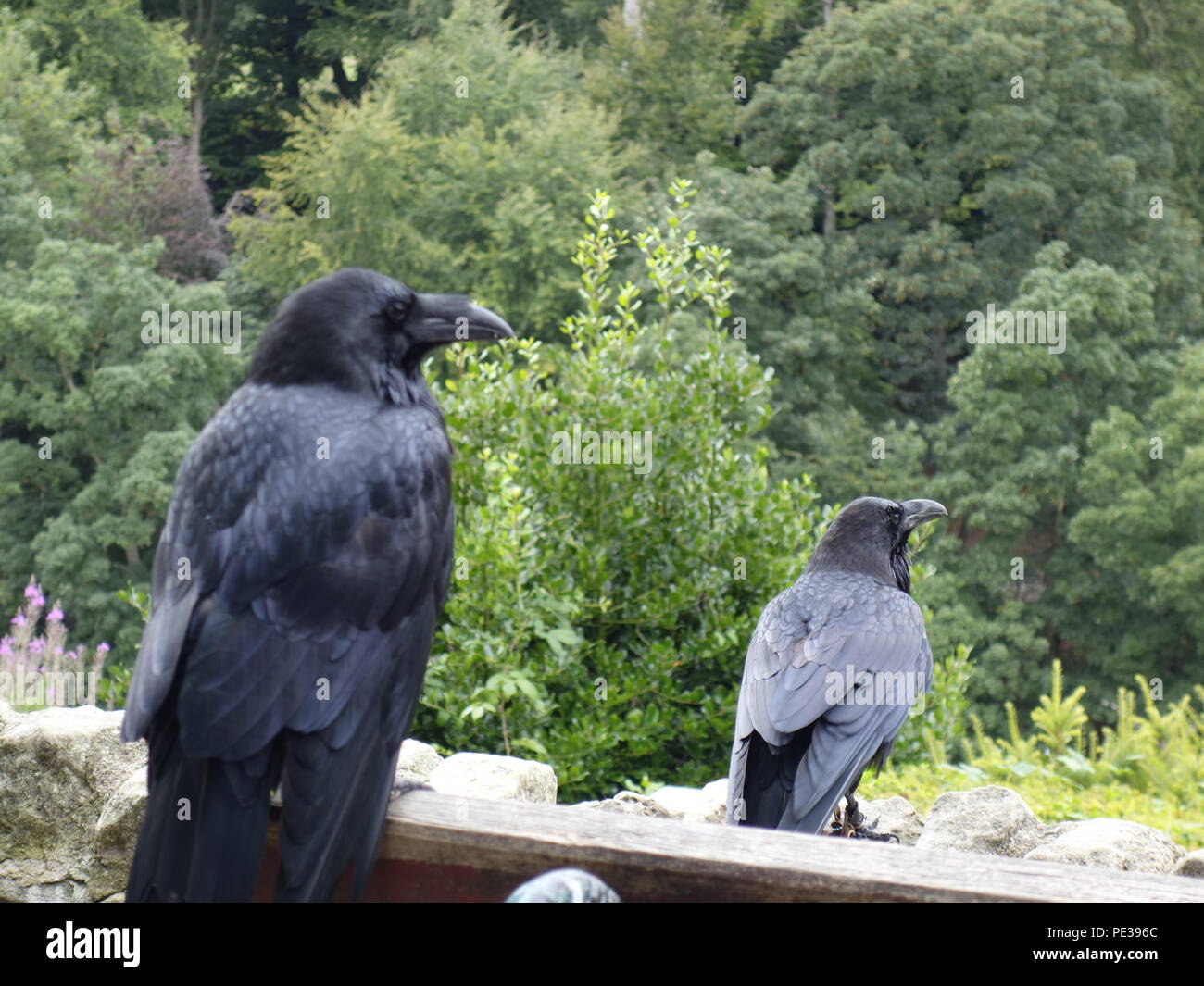 Photo of a Raven from Knaresborough UK Stock Photo - Alamy