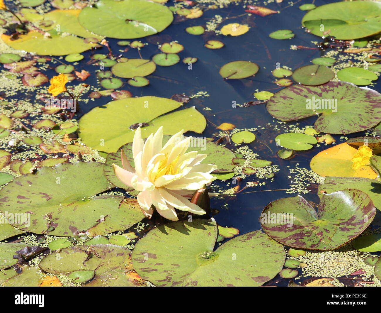 Close up photograph of a lily, on a pond surrounded by leaves and ...