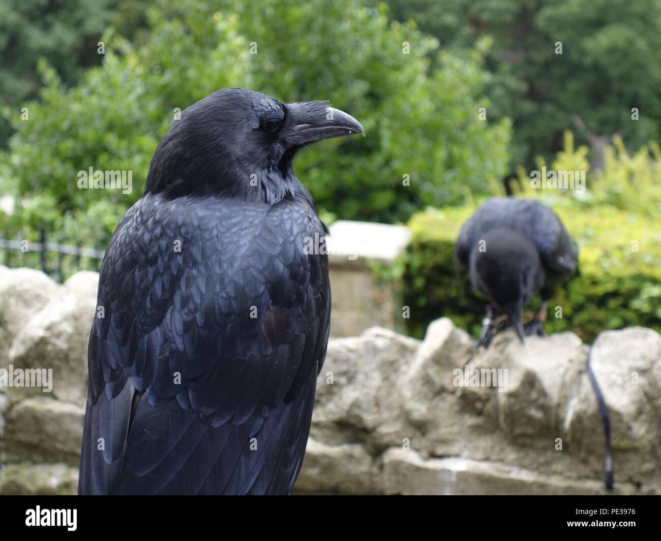Castle castle ruin ravens hi-res stock photography and images - Alamy