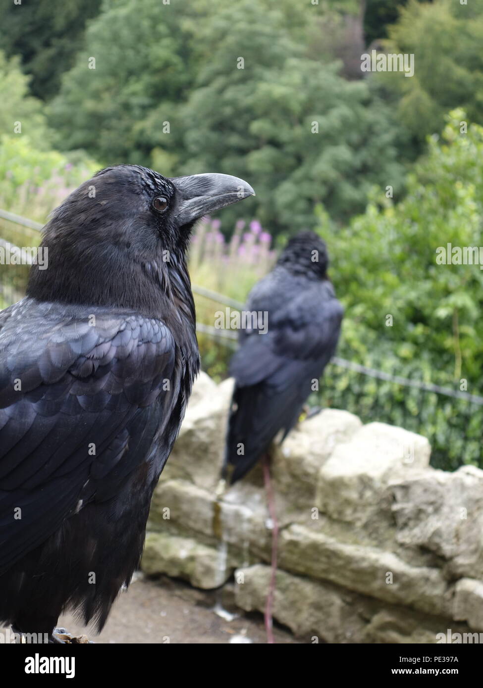 Photo of a Raven from Knaresborough UK Stock Photo - Alamy