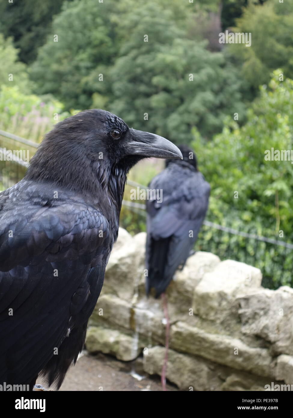 Castle castle ruin ravens hi-res stock photography and images - Alamy