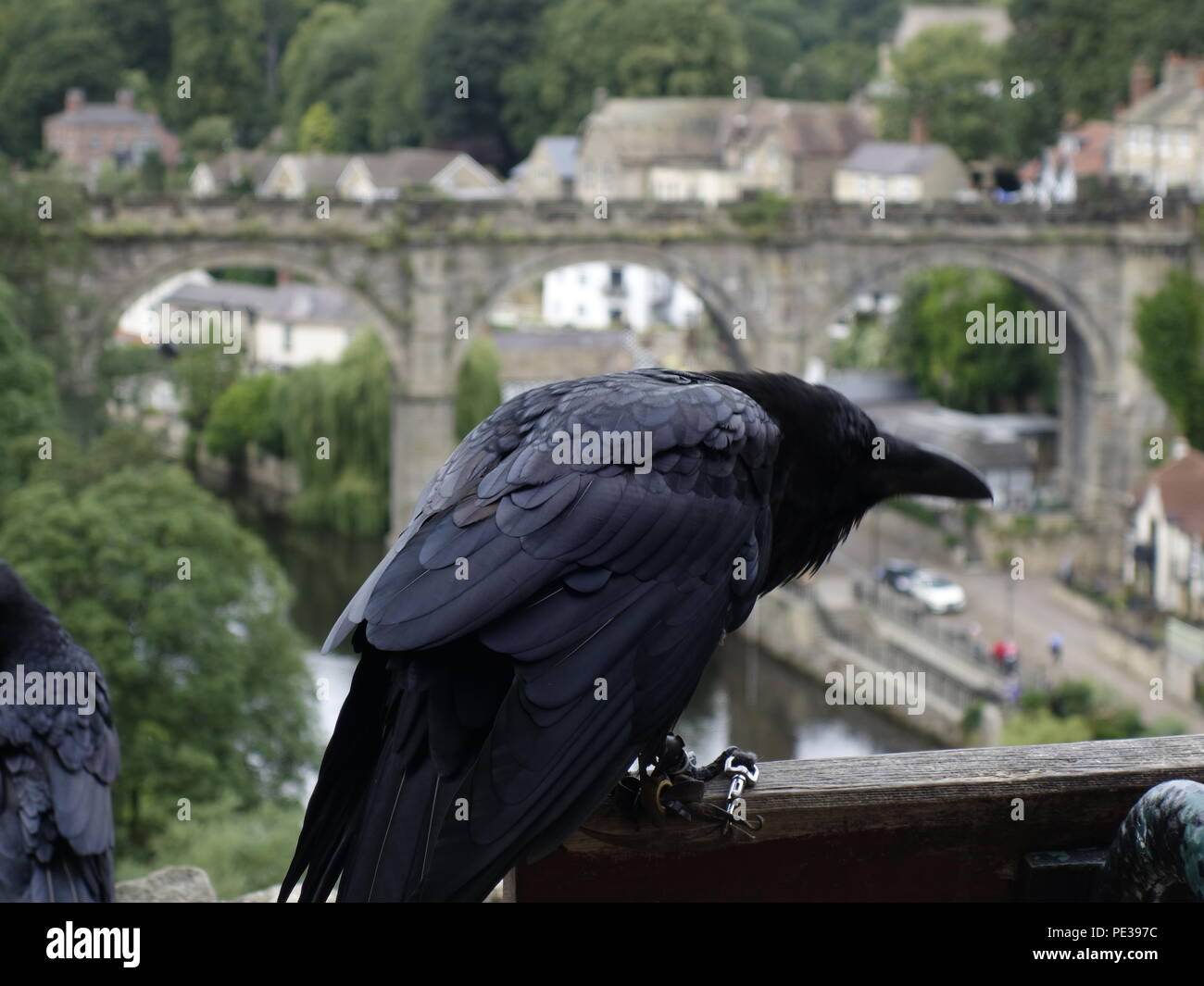 Photo of a Raven from Knaresborough UK Stock Photo - Alamy