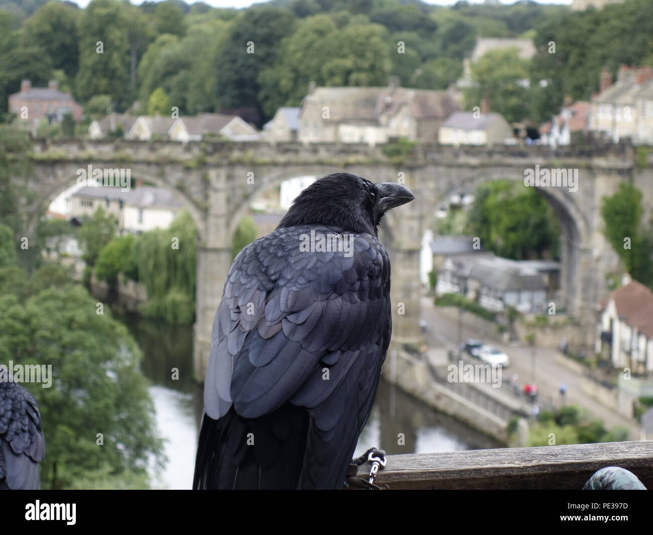 Photo of a Raven from Knaresborough UK Stock Photo - Alamy