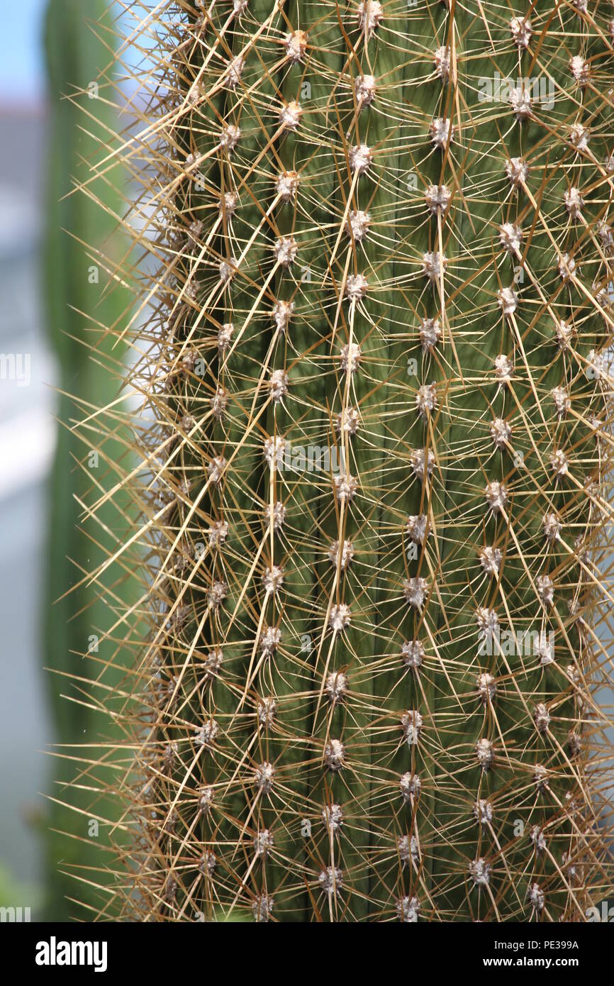 A close up photograph, shallow depth of field, of cactus spines ...