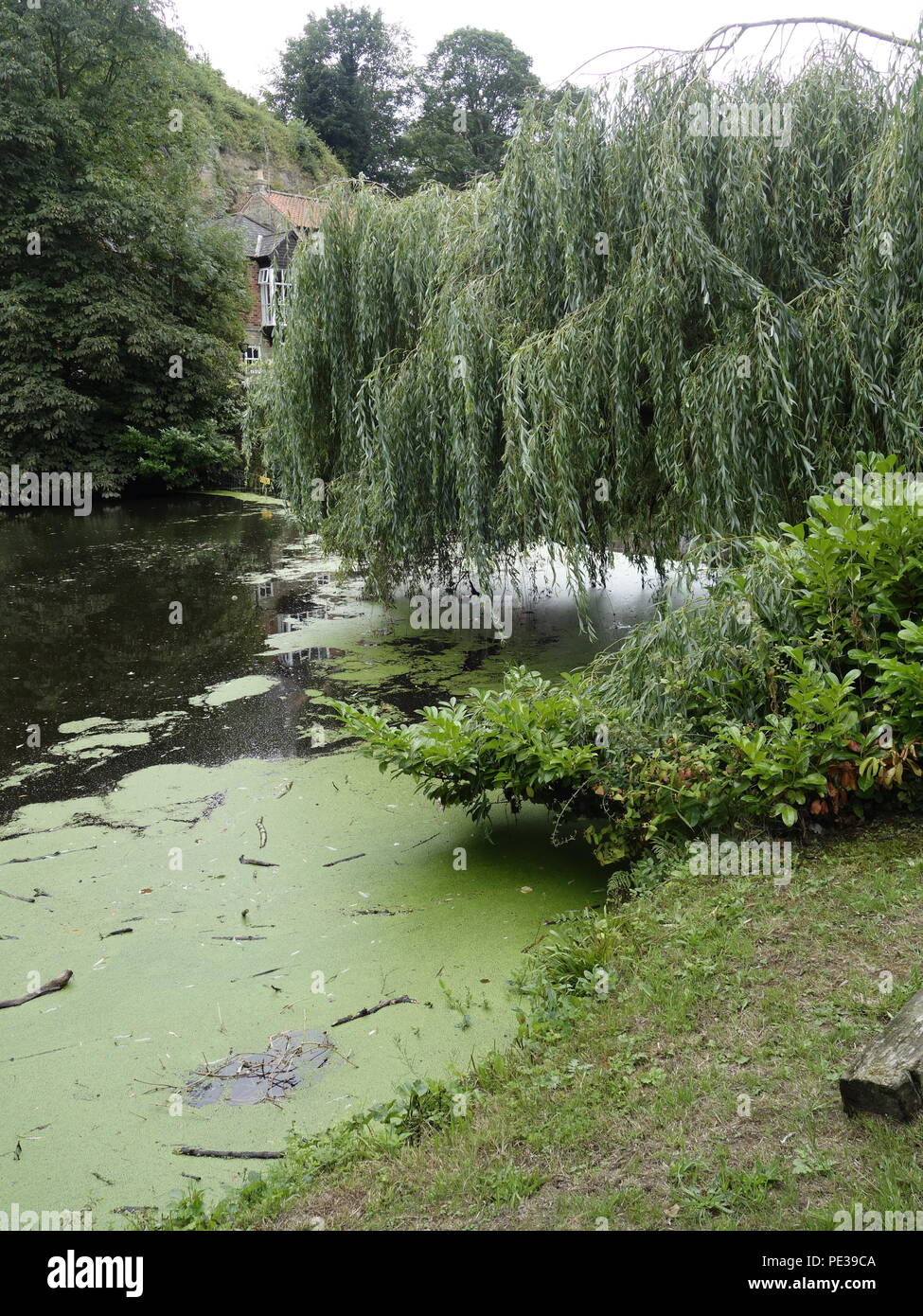 weeping willow tree near pond Stock Photo - Alamy