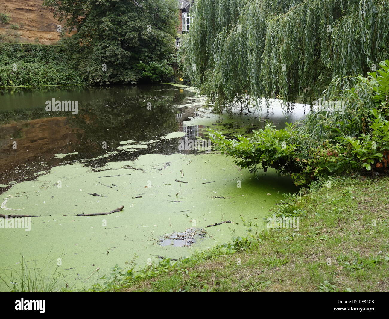 weeping willow tree near pond Stock Photo - Alamy