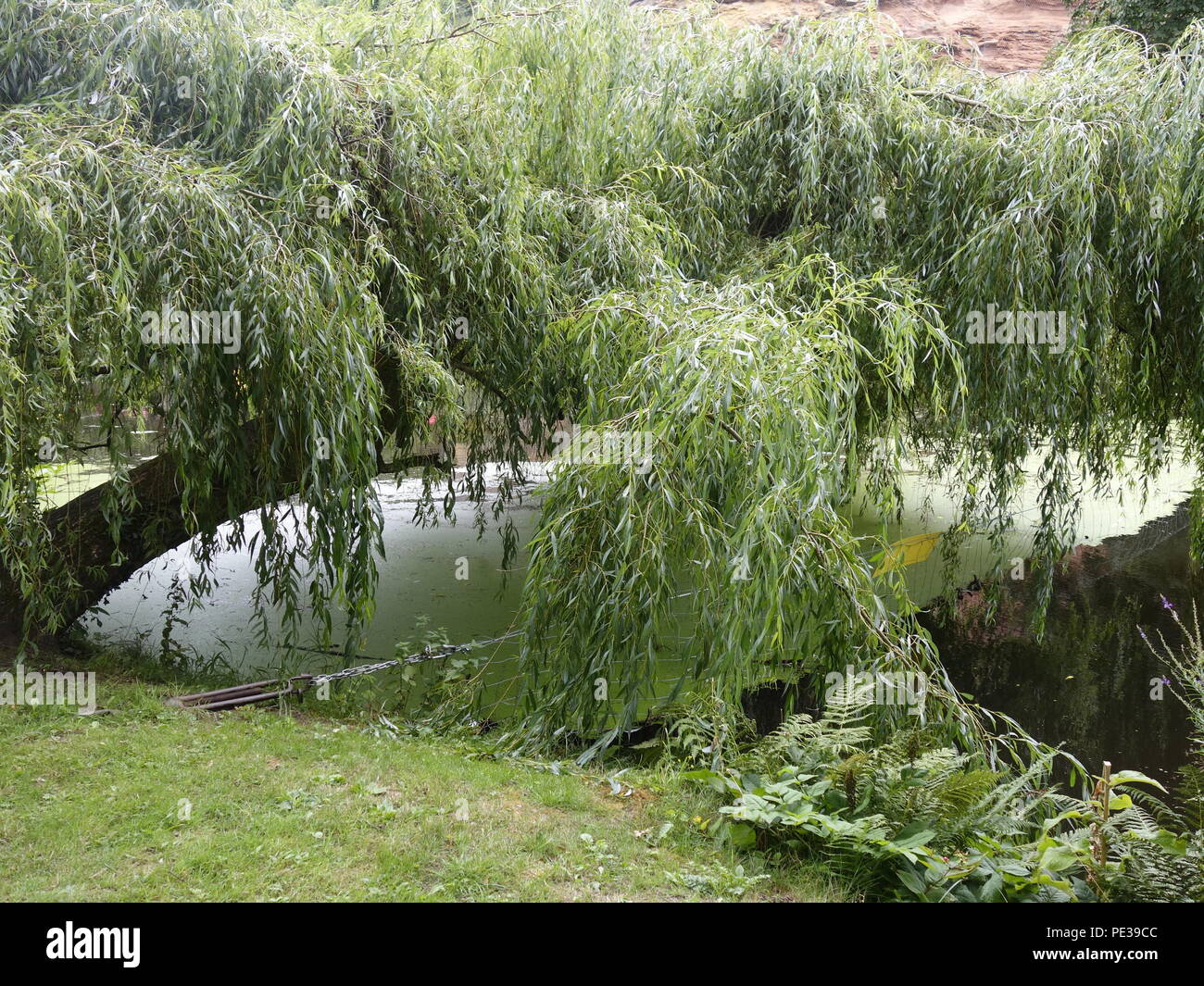 weeping willow tree near pond Stock Photo - Alamy