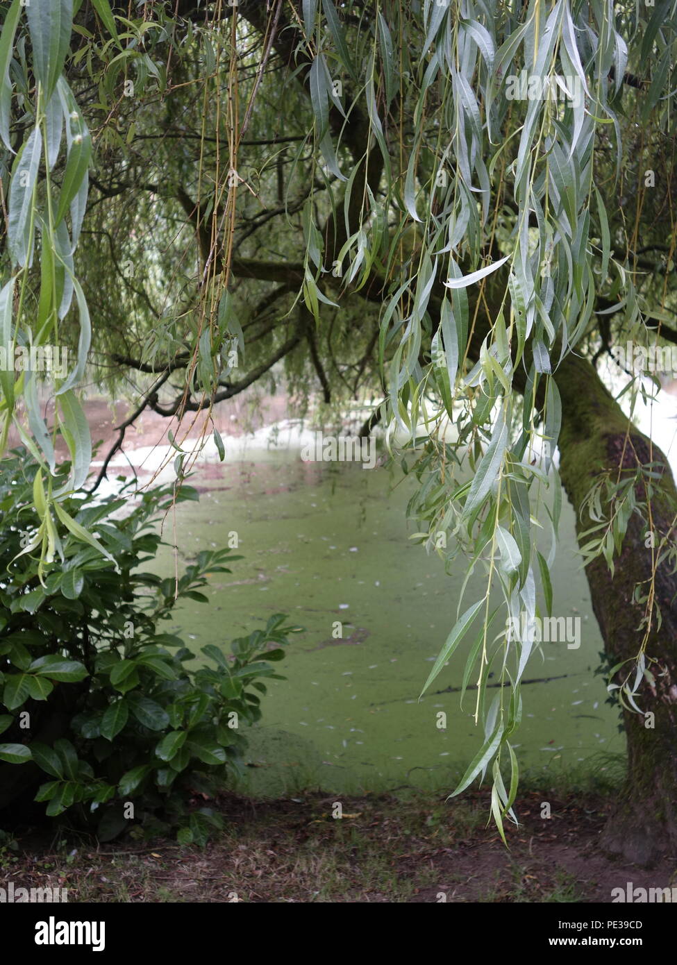 weeping willow tree near pond Stock Photo - Alamy