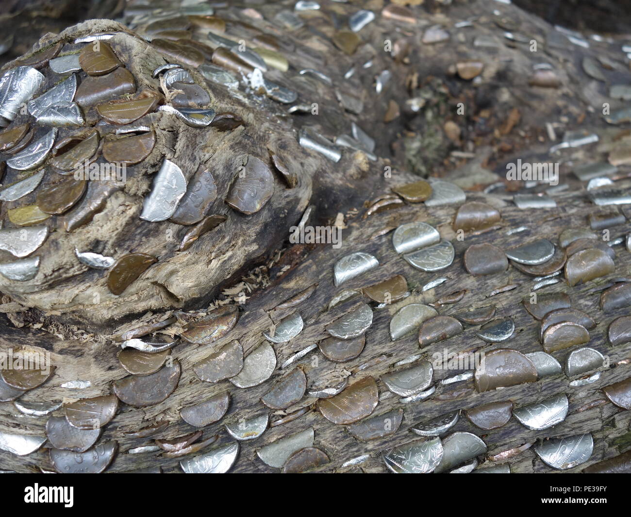 coins imbedded in wooden logs Stock Photo - Alamy
