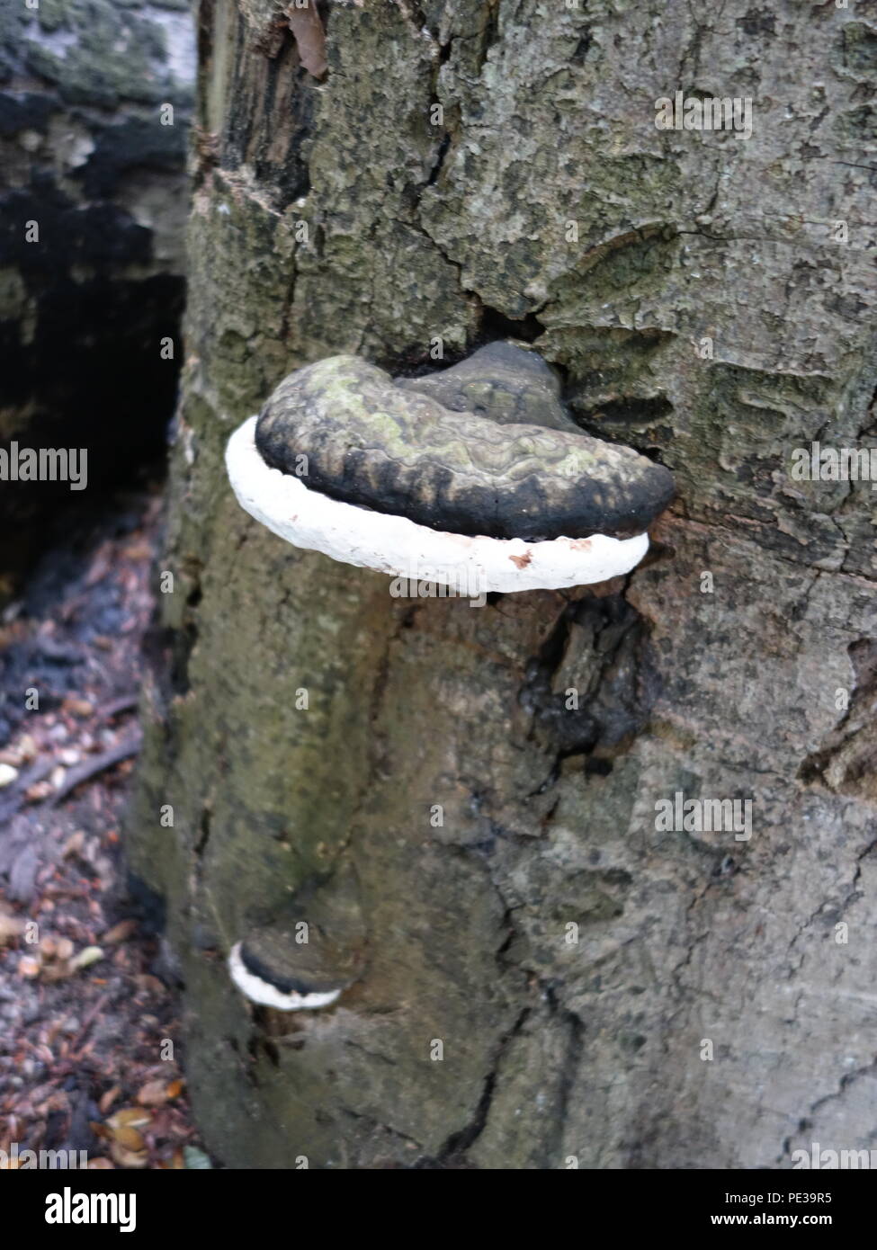 fungus on a tree Stock Photo - Alamy