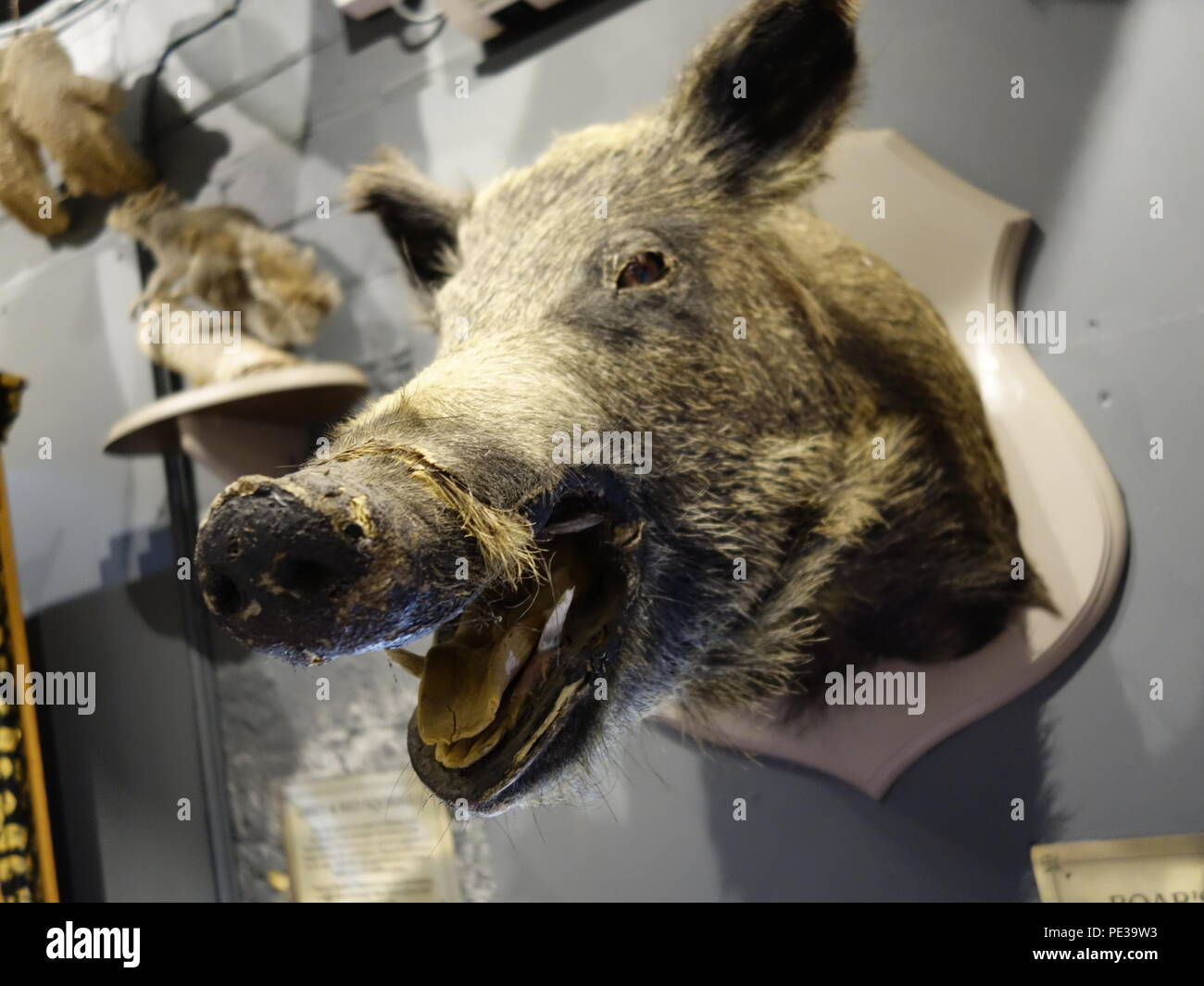 Wild boar uk scary hi-res stock photography and images - Alamy