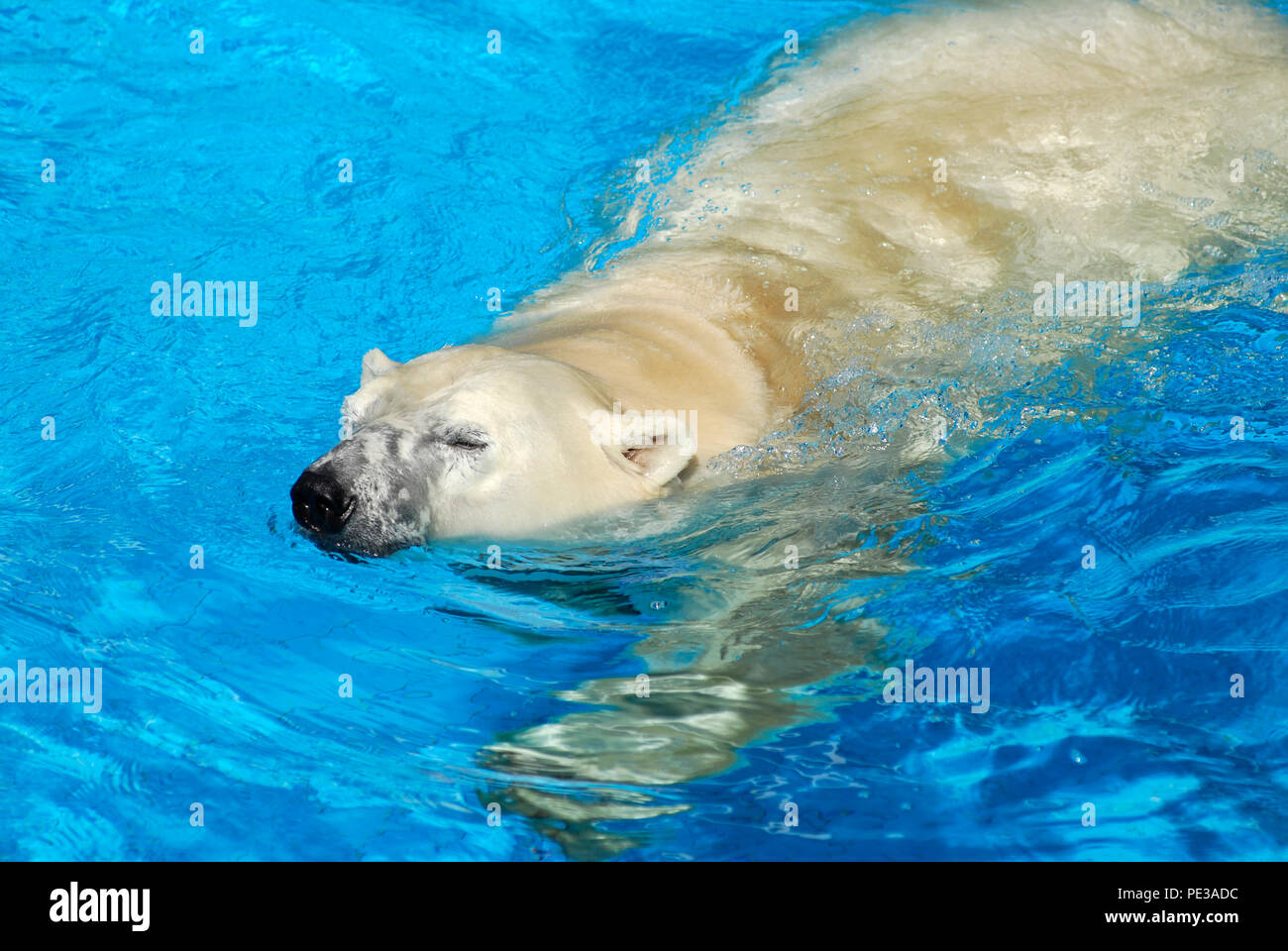 Closeup polar bear (Ursus maritimus) swimming in blue water Stock Photo ...