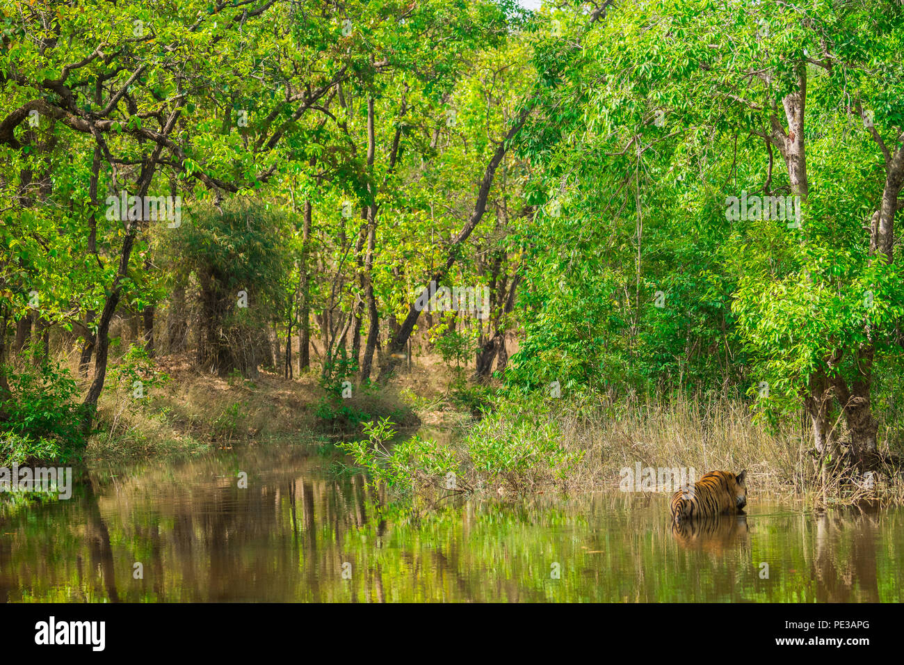Tiger portrait with green backdrop hi-res stock photography and images ...