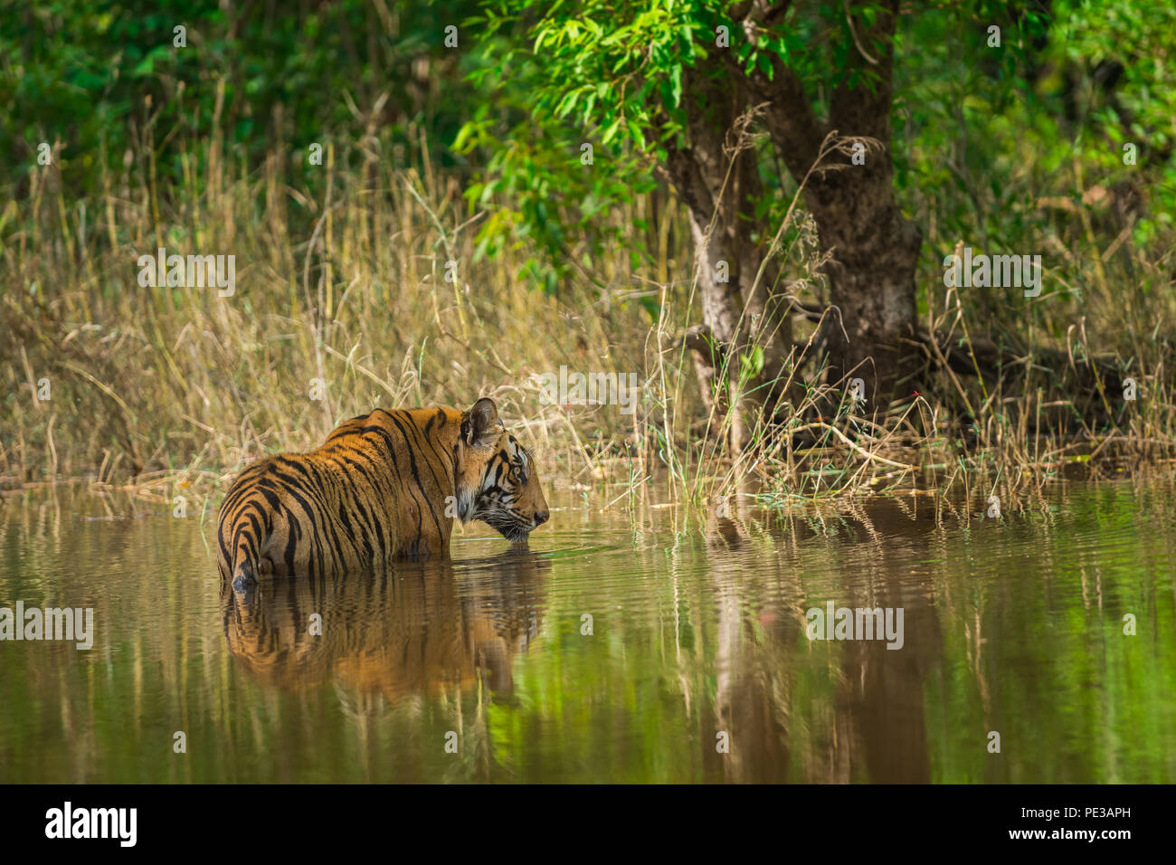 Tiger portrait with green backdrop hi-res stock photography and images ...