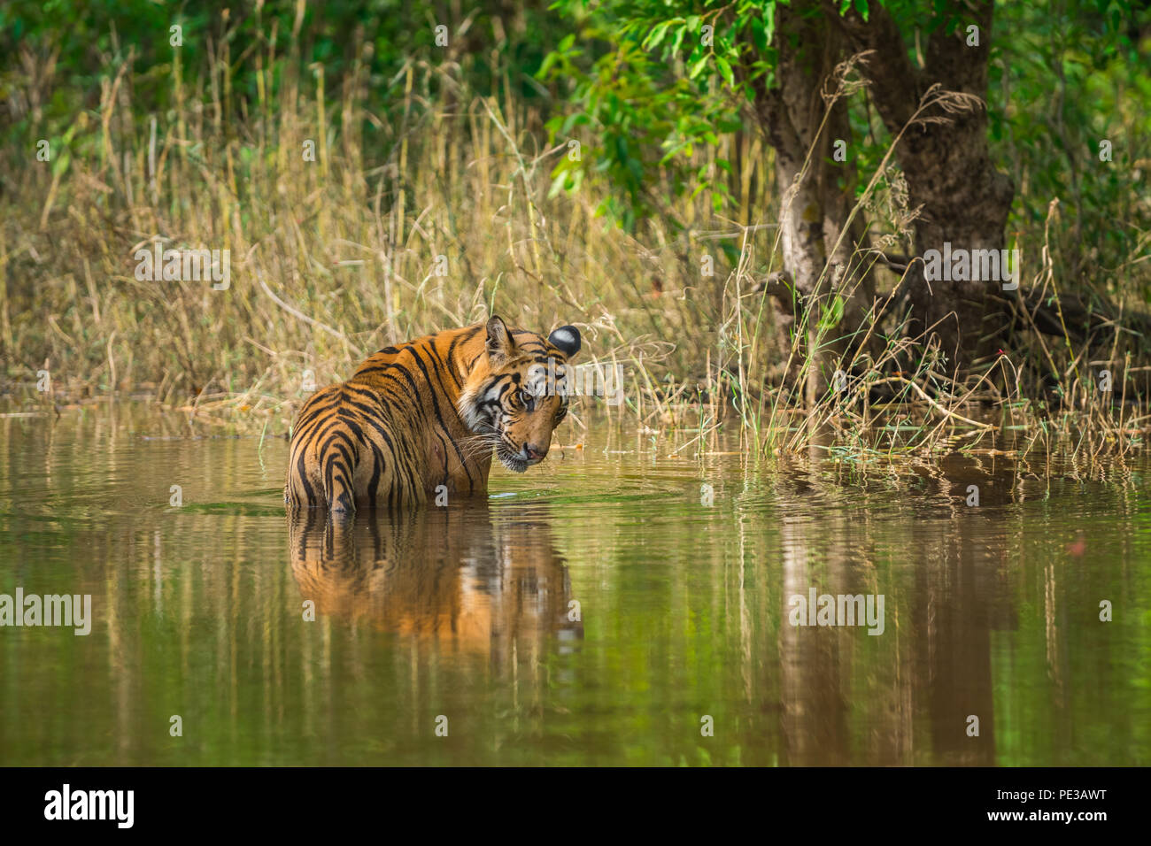 Tiger portrait with green backdrop hi-res stock photography and images ...