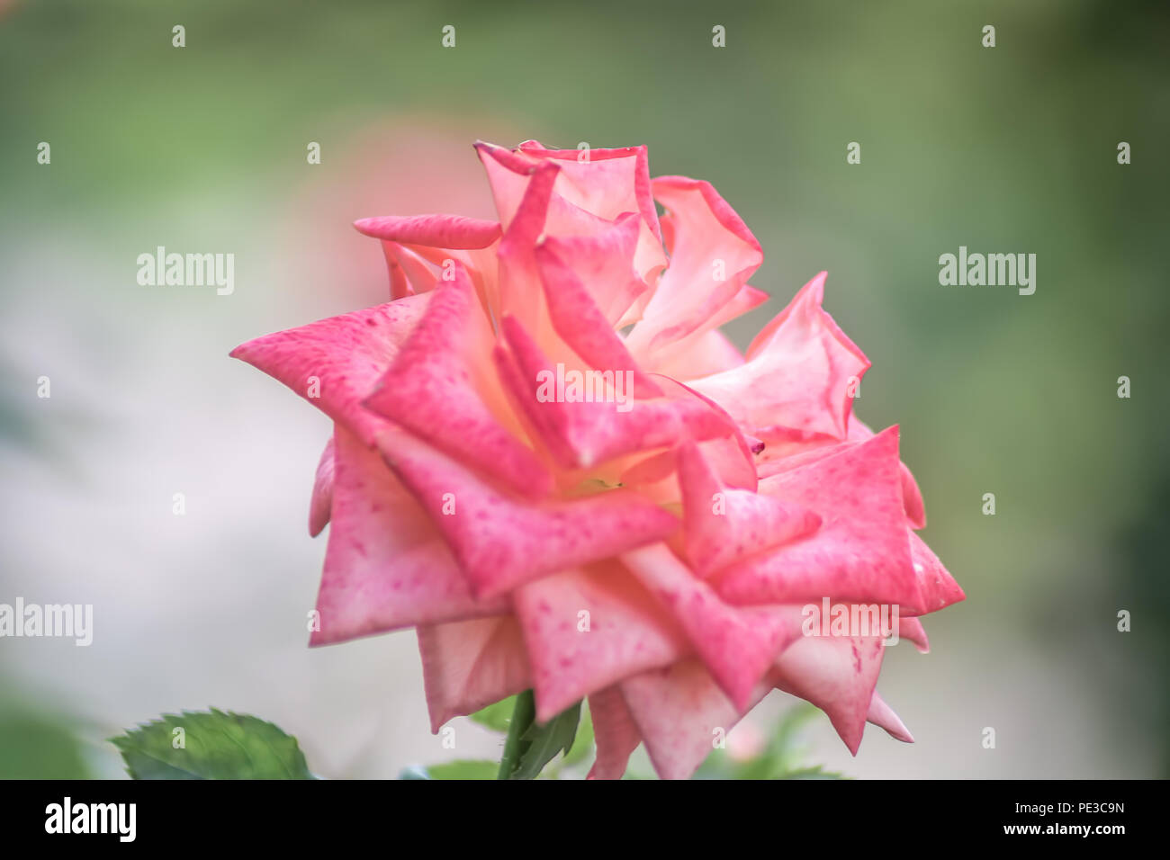 A beautiful rose Stock Photo - Alamy