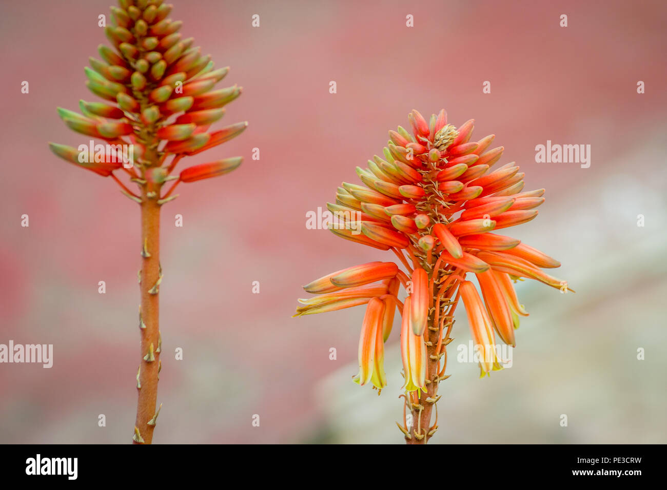 Rose is an amazing flower hi-res stock photography and images - Alamy