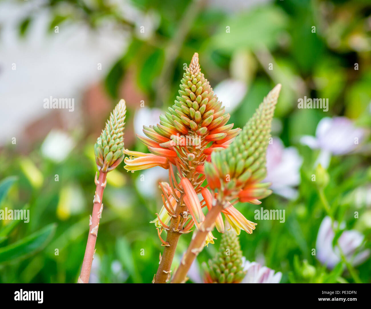 Two nice flowers Stock Photo - Alamy