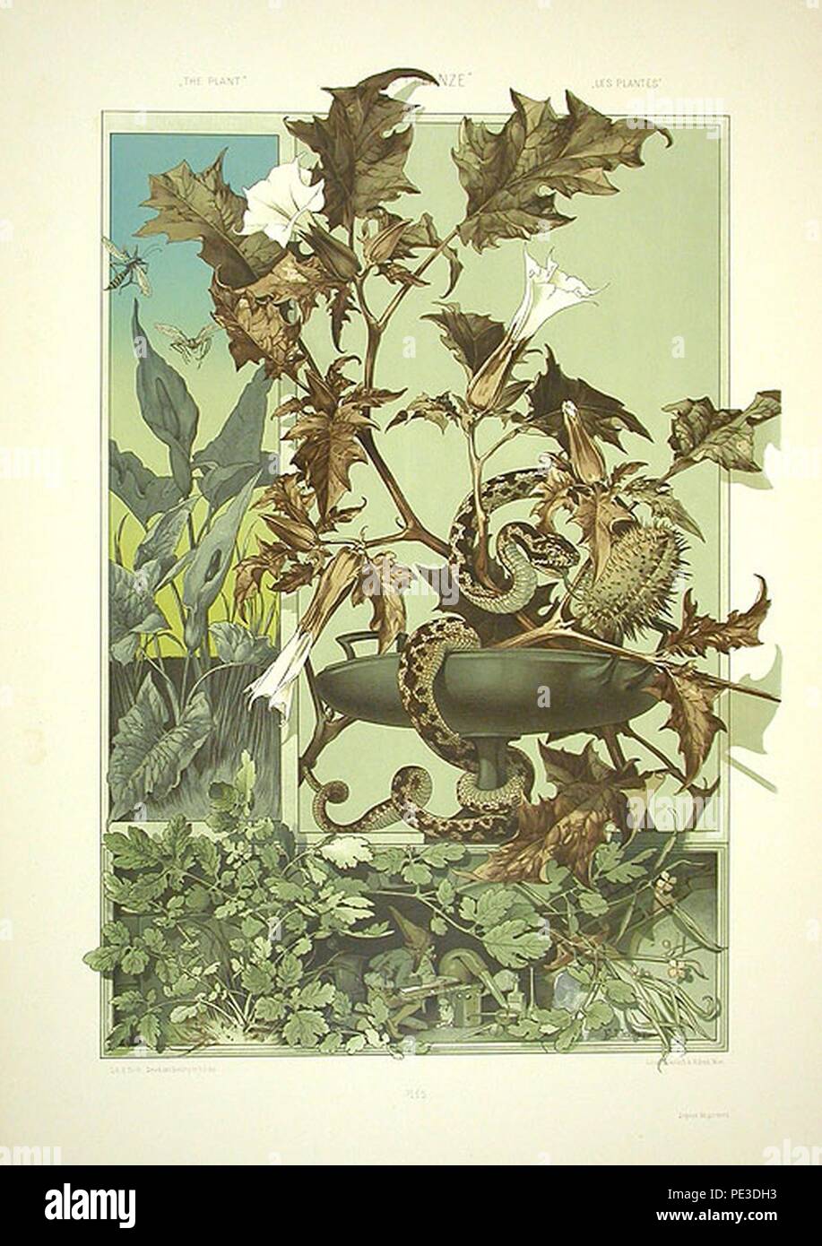 Anton Seder Datura Angels Trumpet Snake Stock Photo - Alamy