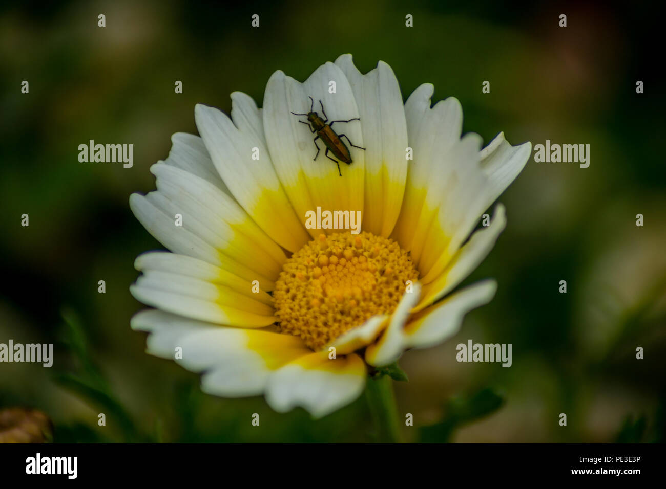 Realistic bee hi-res stock photography and images - Alamy