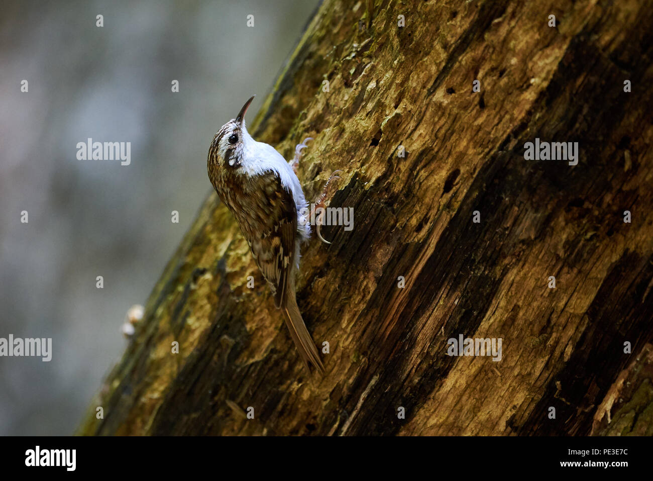 Brown creeper nest hi-res stock photography and images - Alamy
