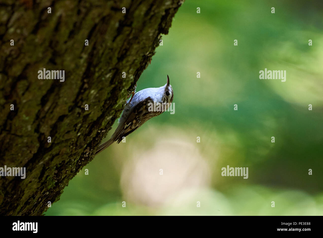Brown Creeper Nest High Resolution Stock Photography and Images - Alamy