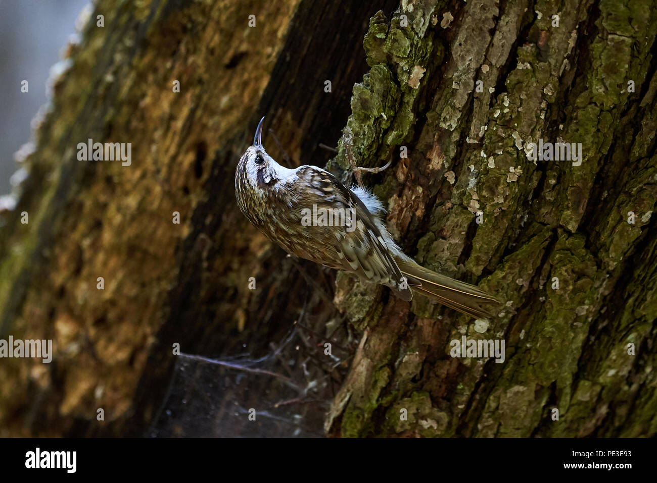 Eurasian treecreeper (Certhia familiaris Stock Photo - Alamy