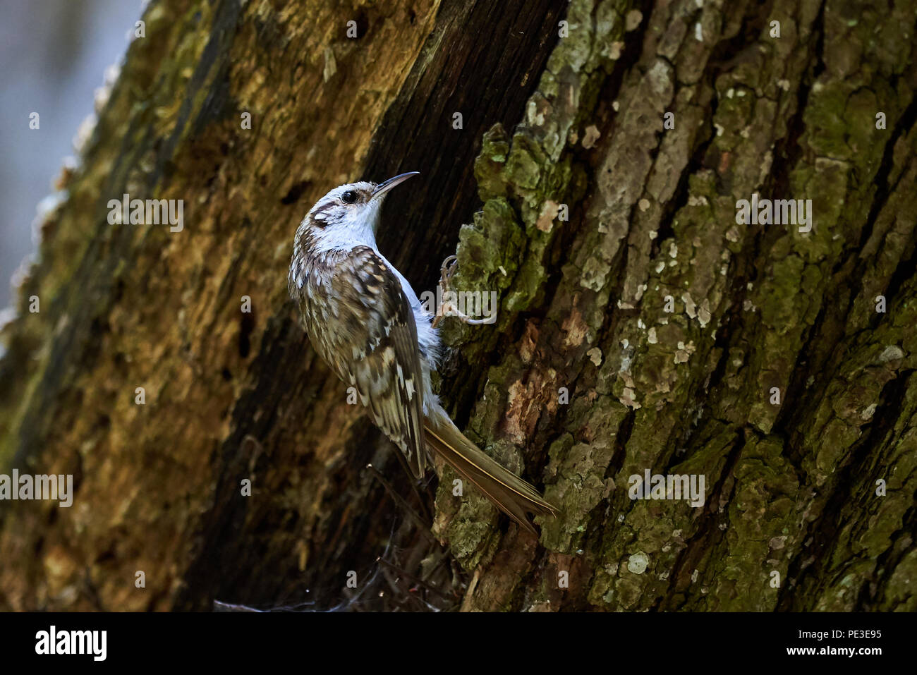 Eurasian treecreeper (Certhia familiaris Stock Photo - Alamy