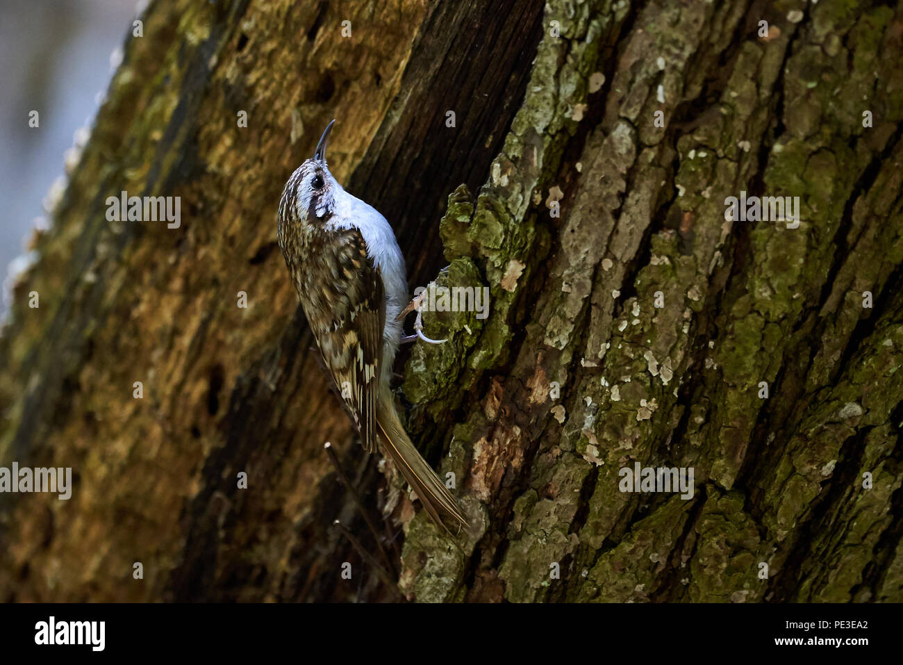 Brown creeper nest hi-res stock photography and images - Alamy