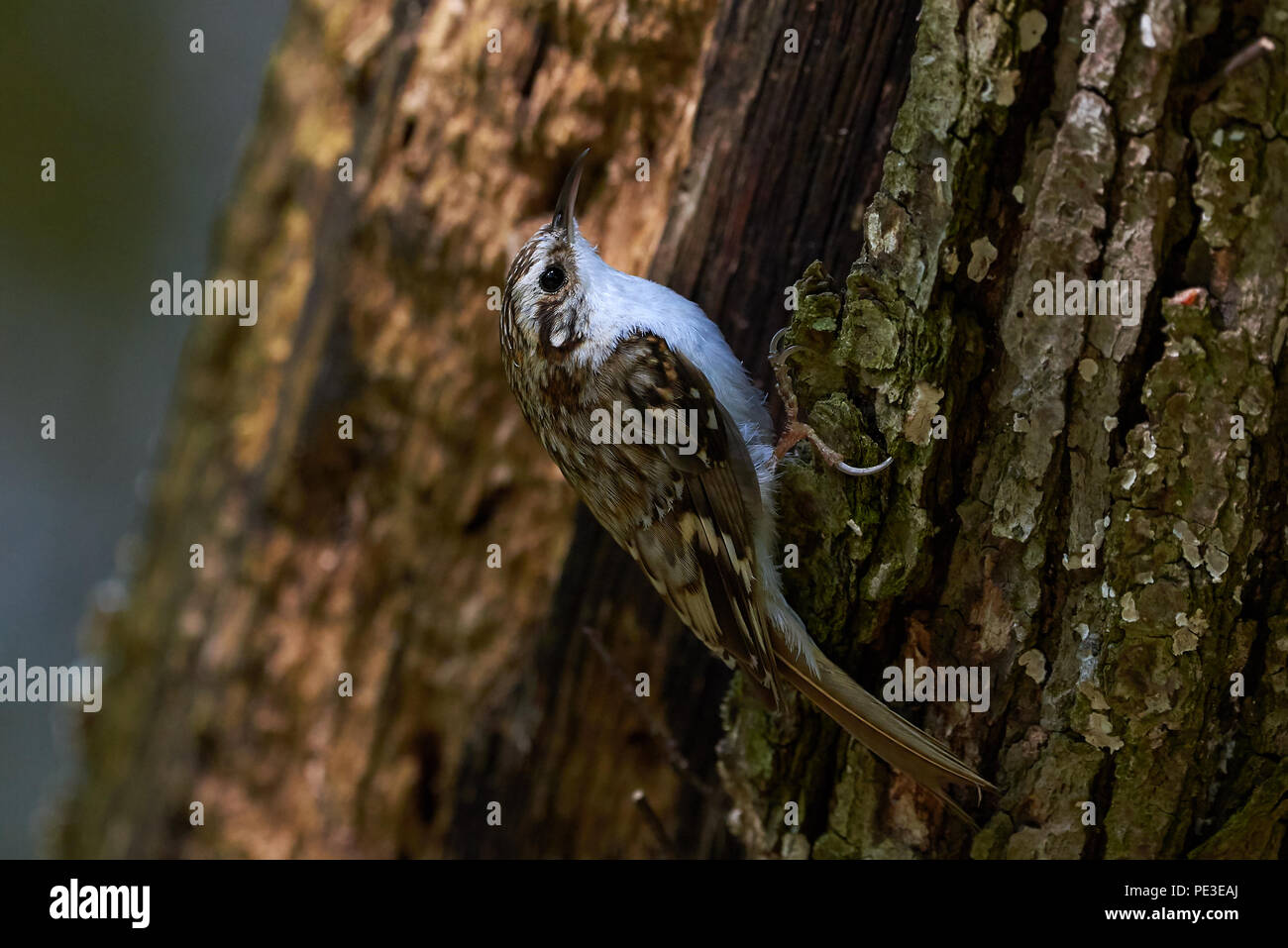 Eurasian treecreeper (Certhia familiaris Stock Photo - Alamy