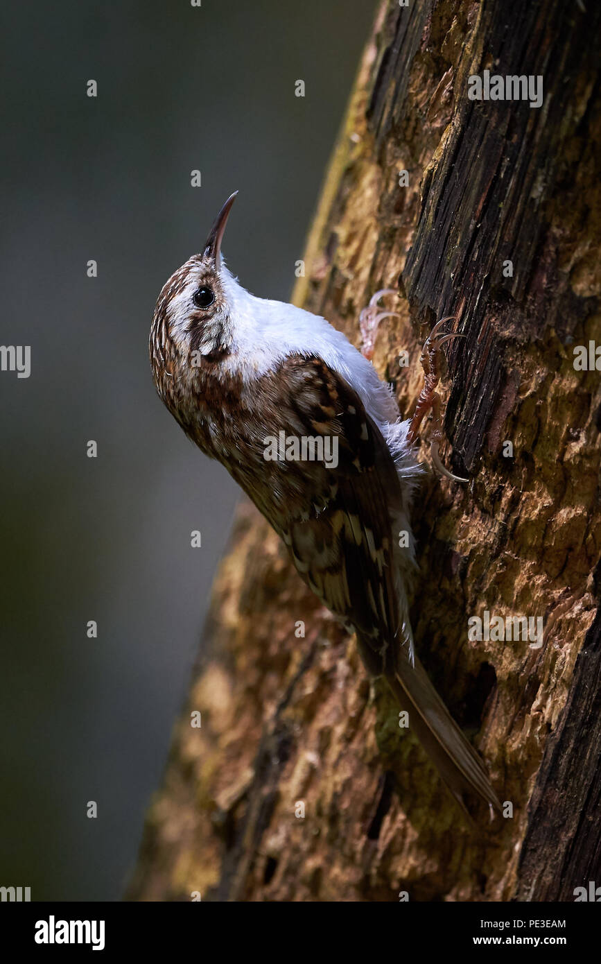 Brown creeper and nest hi-res stock photography and images - Alamy