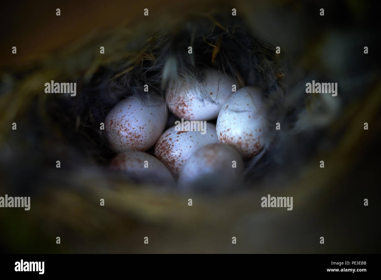 Treecreeper eggs hi-res stock photography and images - Alamy