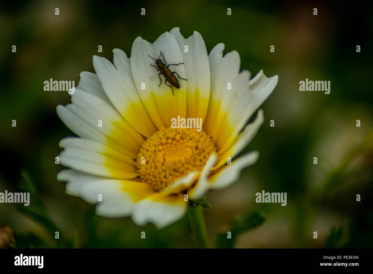 Realistic bee hi-res stock photography and images - Alamy