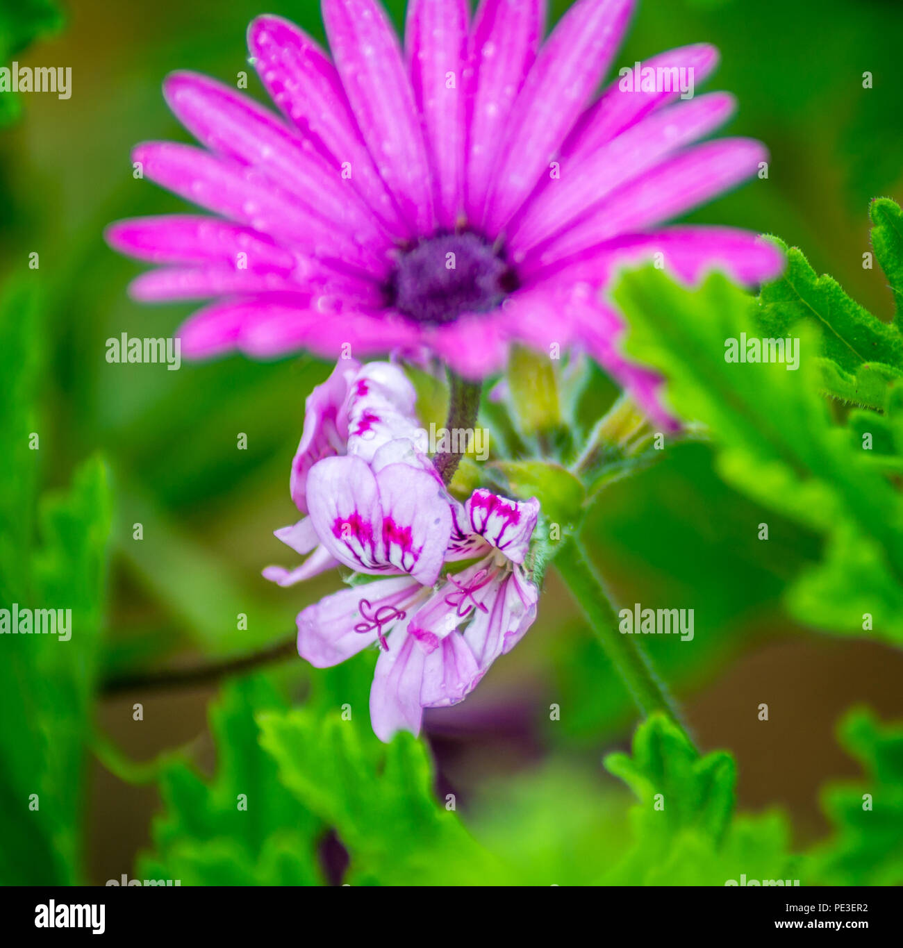 Purple symbols hi-res stock photography and images - Alamy